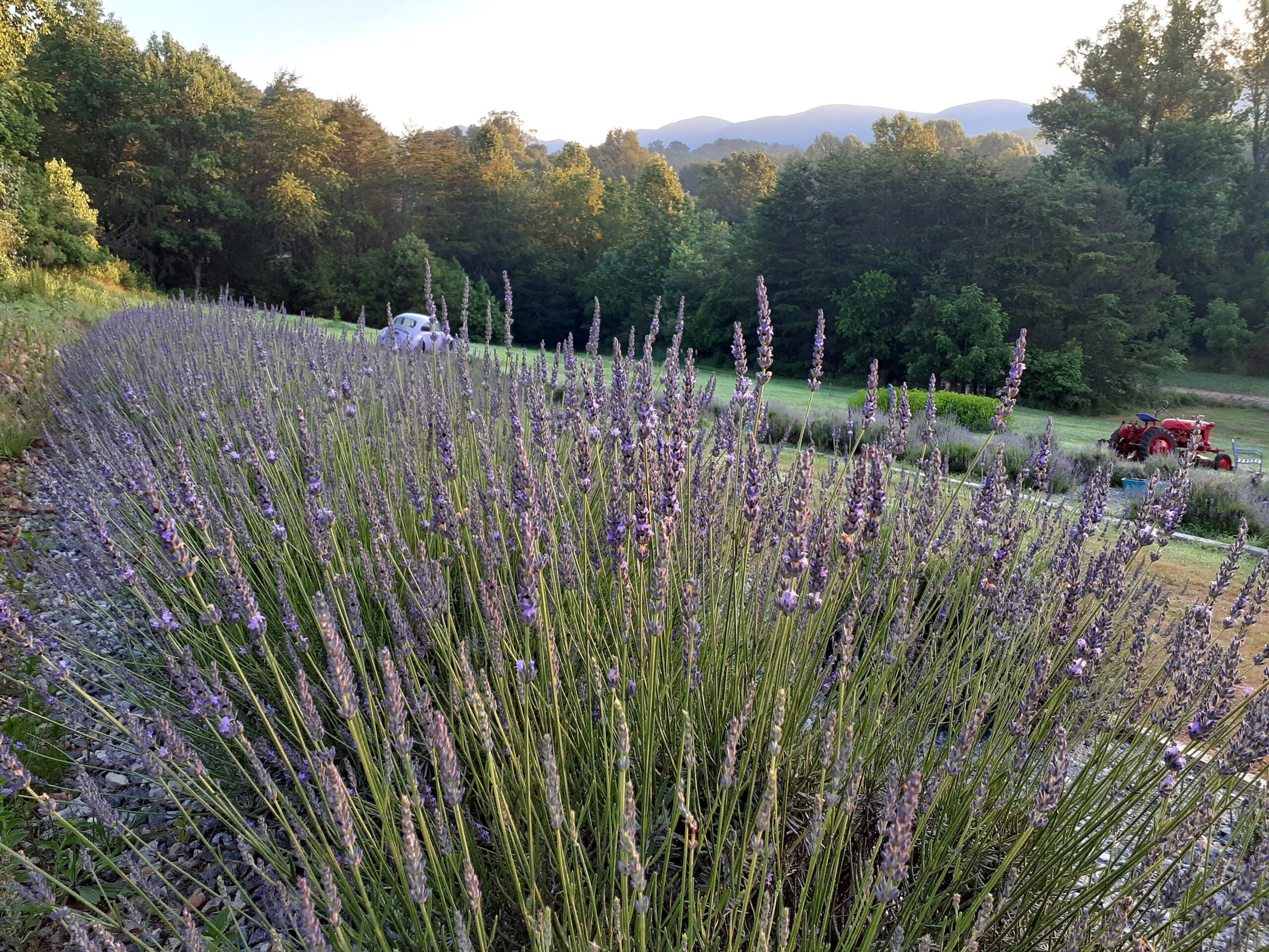 Lavendar Lamb Farm - Helen, Georgia