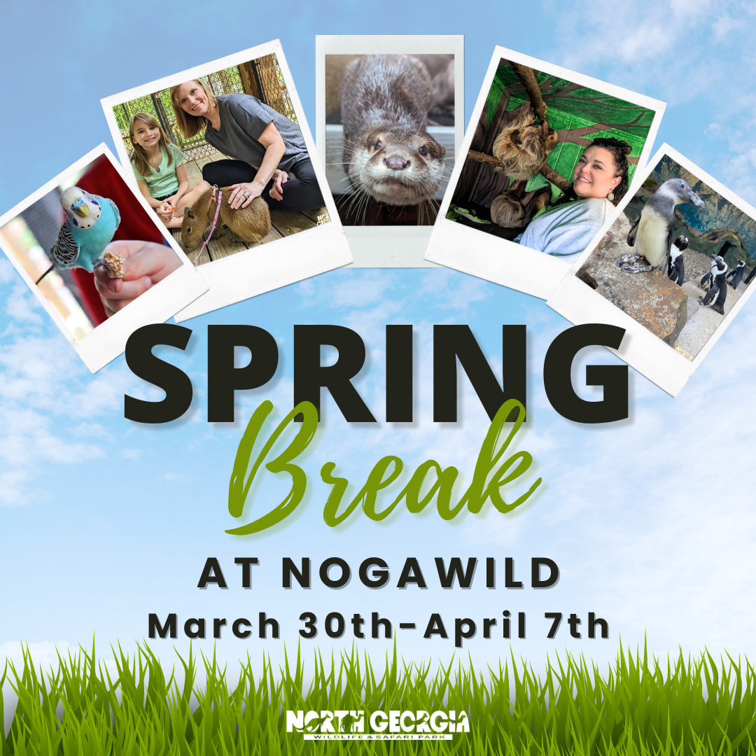 Spring Break at NOGAWild - Helen, Georgia