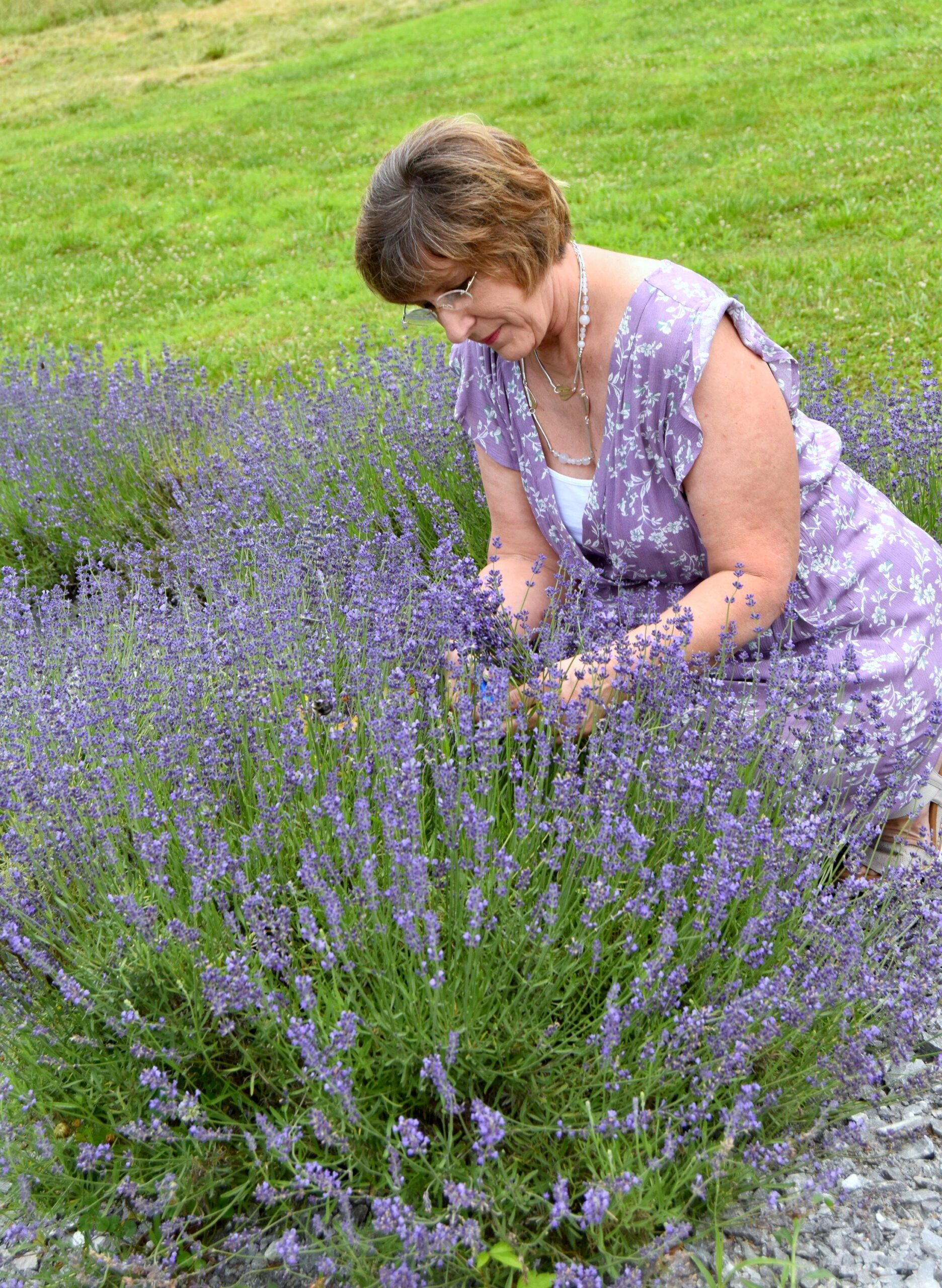 U-Pick Lavender Days 2025 - Helen, Georgia
