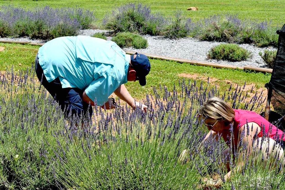 U-Pick Lavender Days 2025 - Helen, Georgia