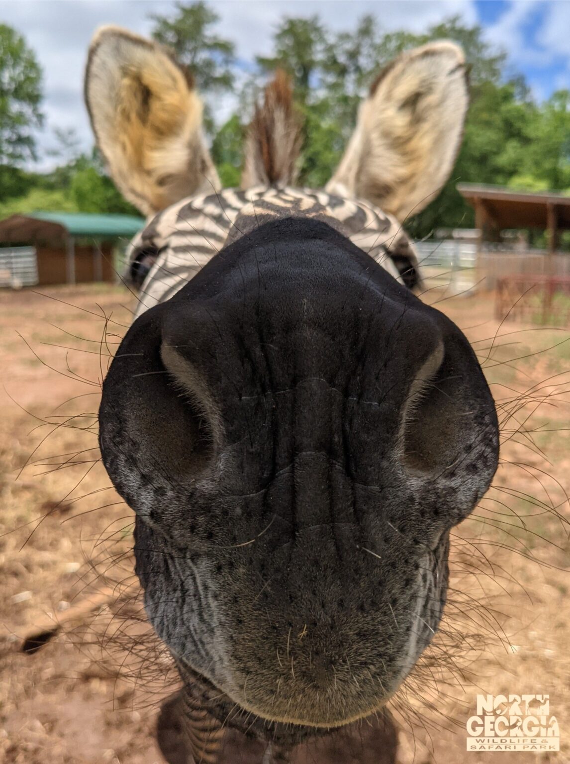 Helen GA Zoo and Wildlife Park - Plan Your Visit